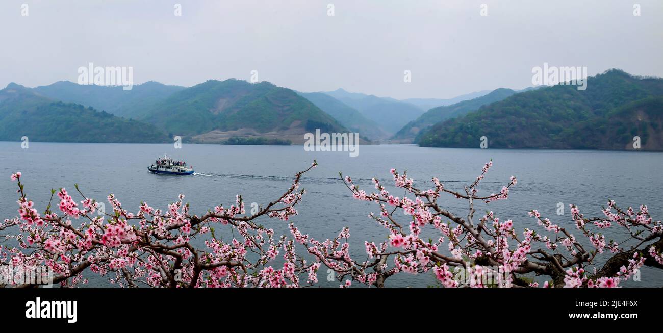Peach blossom hall hi-res stock photography and images - Alamy