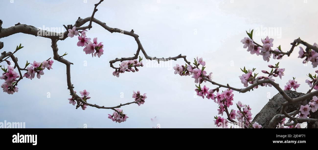 On the Banks of the yalu river peach blossom open Stock Photo - Alamy