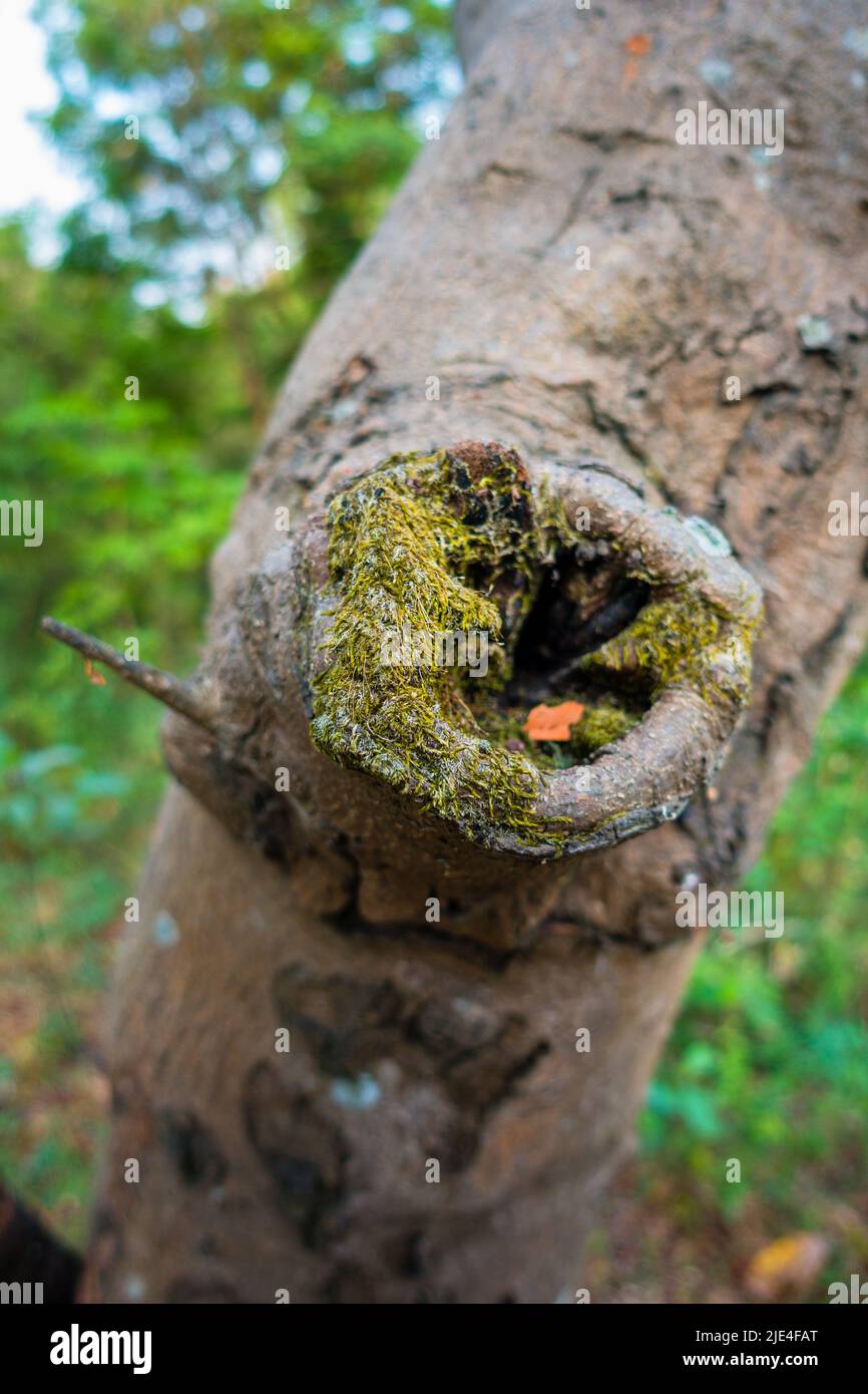 Wound healing plant hi-res stock photography and images - Alamy
