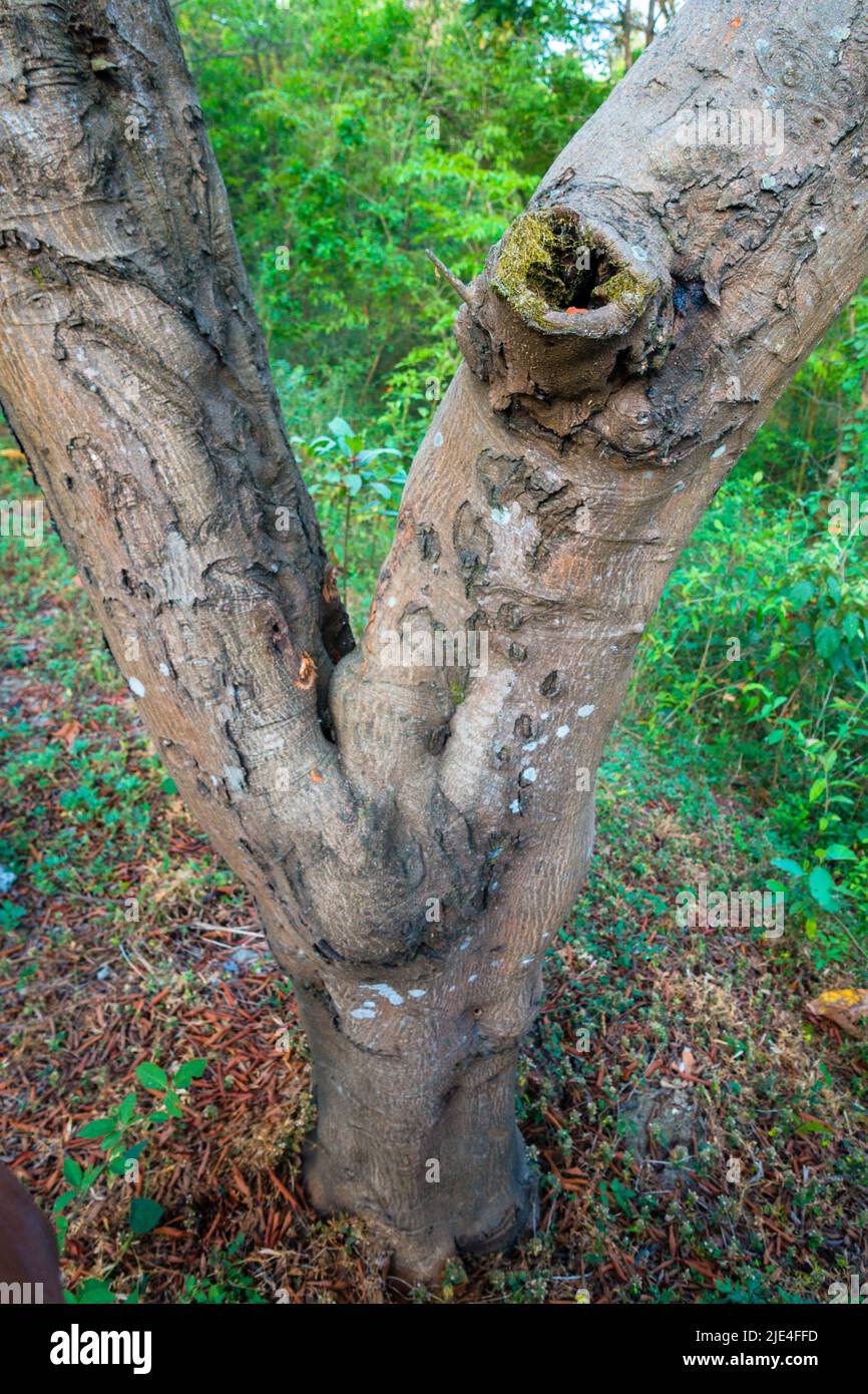 Wound healing hi-res stock photography and images - Alamy