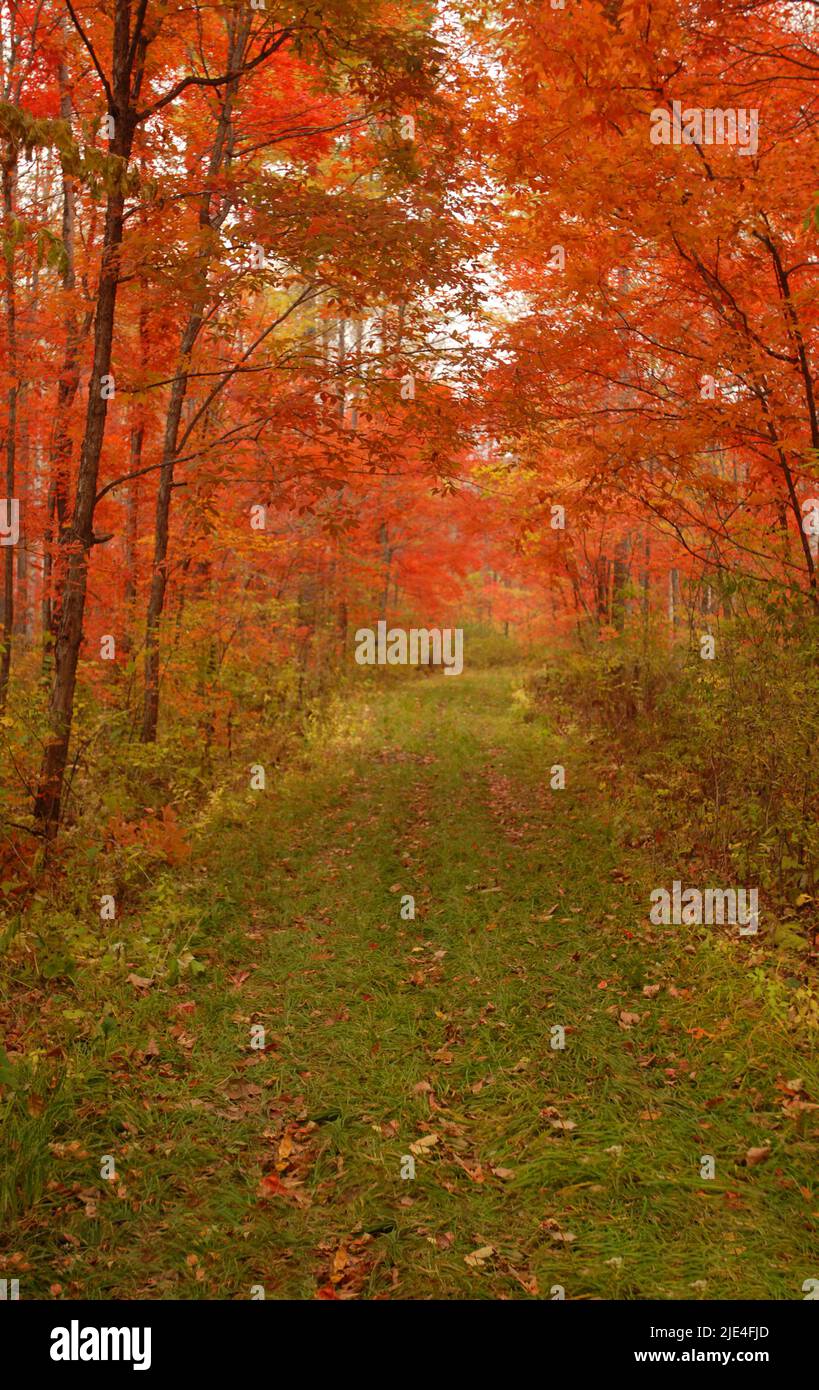 Vegetation corridor hi-res stock photography and images - Alamy