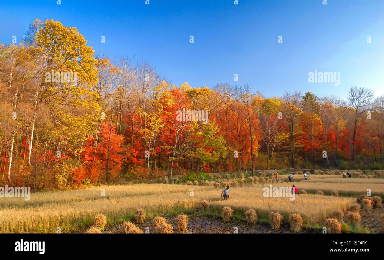 Elm ditch hi-res stock photography and images - Alamy