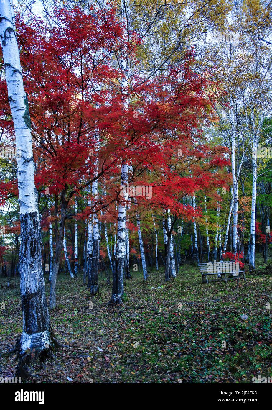 Rafa mountain national forest park hi-res stock photography and images ...