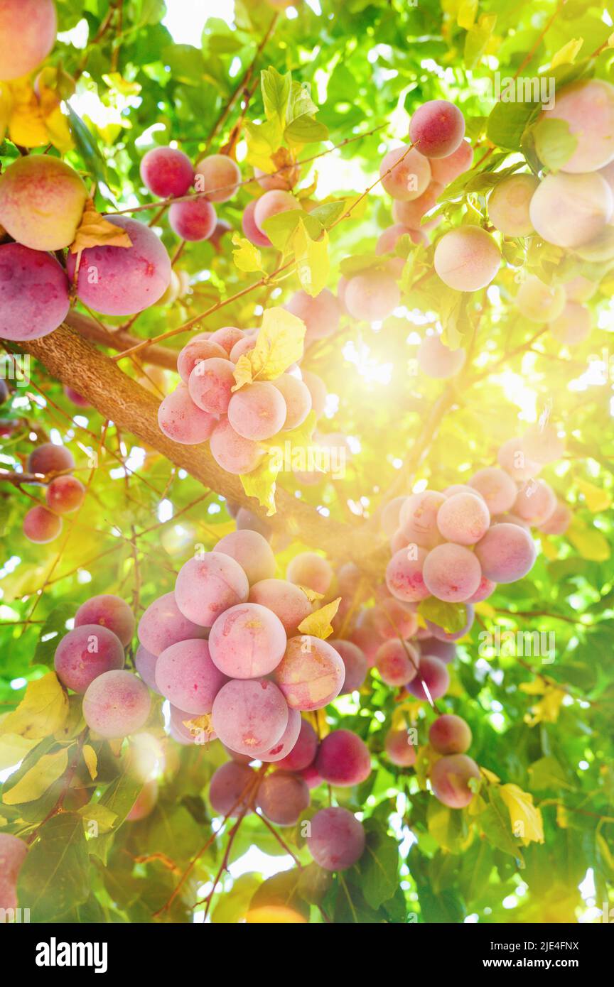 Detail of a tree full of plums fruit Stock Photo - Alamy