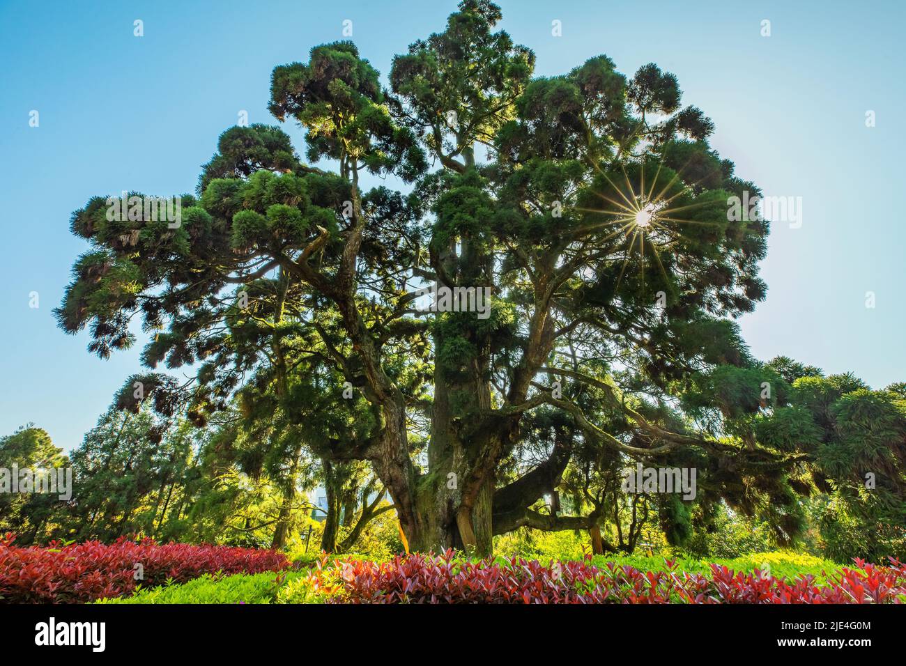 Japanese tree protection hi-res stock photography and images - Alamy