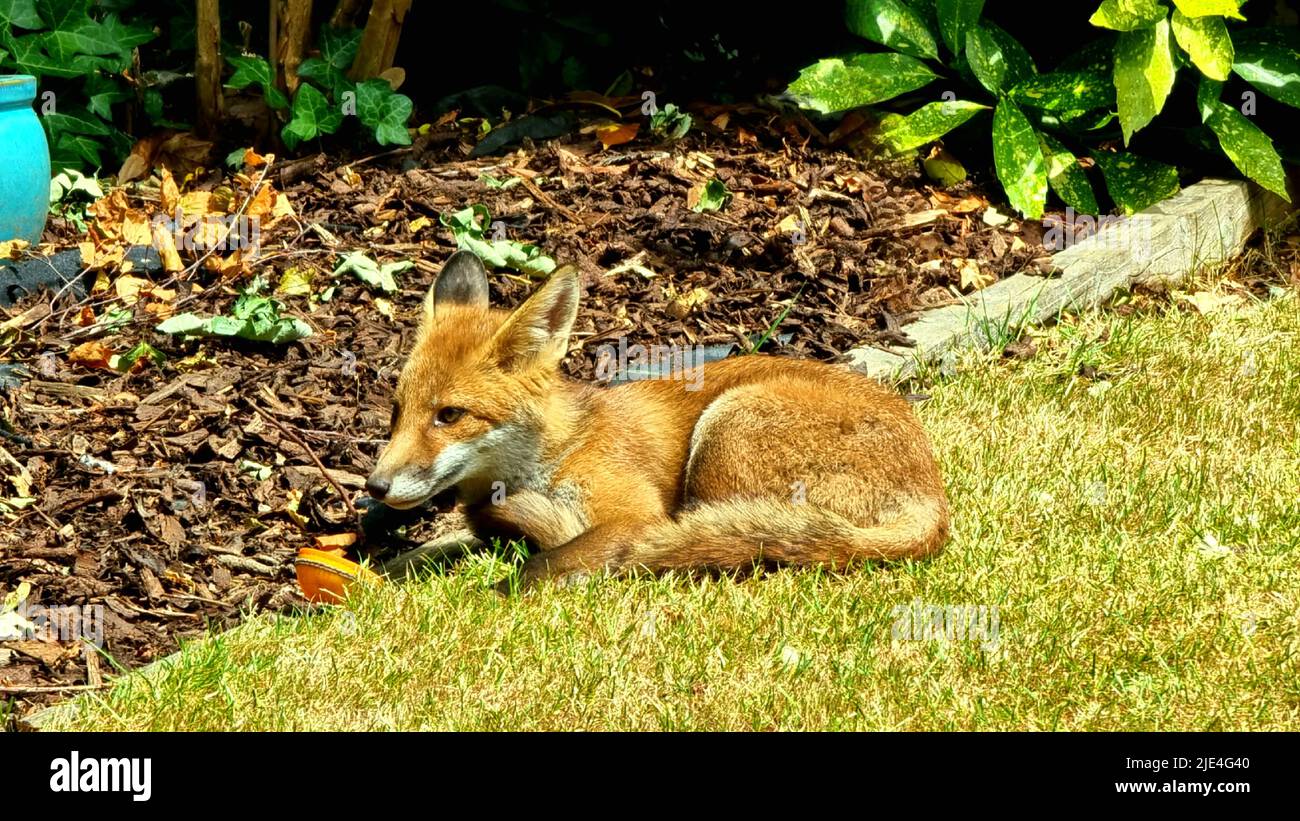 Fox in the garden Stock Photo - Alamy
