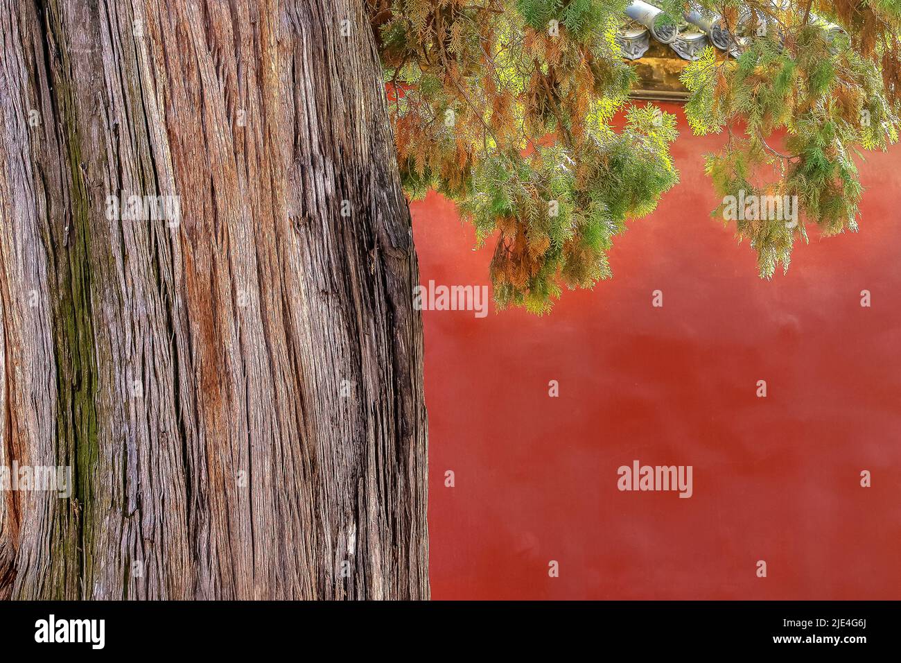 Rough vigorous tree trunks hi-res stock photography and images - Alamy