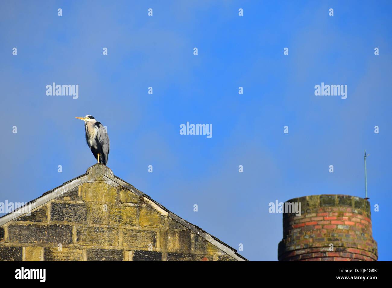 Grey Heron on rooftops by mill chimney, Hebden Bridge, West Yorkshire ...