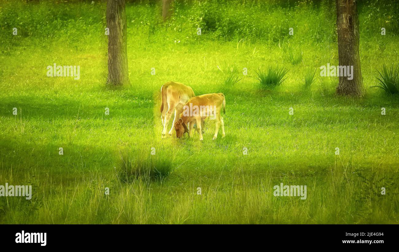 Idyll horizontal hi-res stock photography and images - Alamy