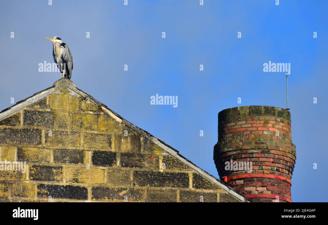 Grey Heron on rooftops by mill chimney, Hebden Bridge, West Yorkshire ...