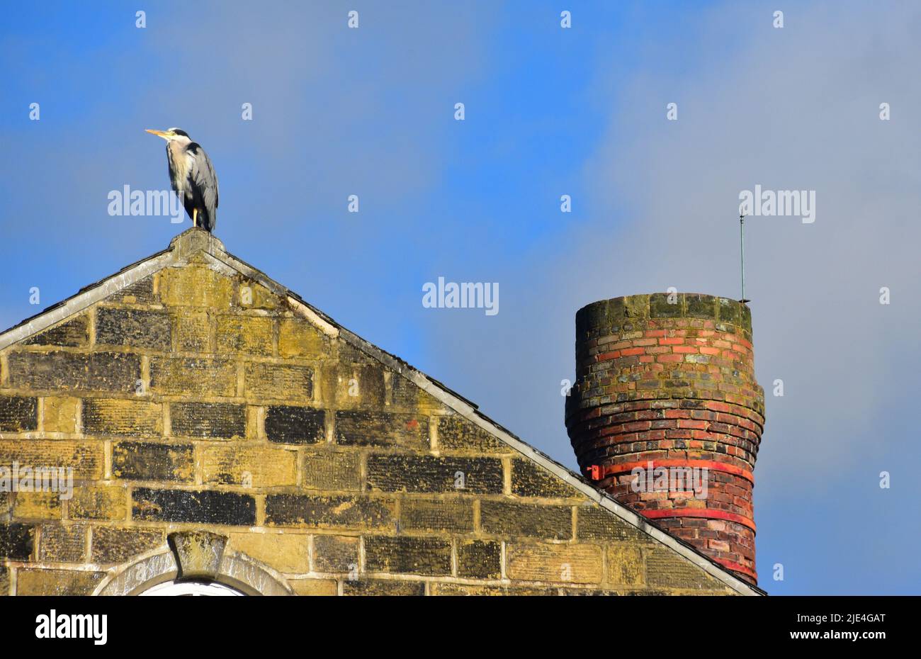 Grey Heron on rooftops by mill chimney, Hebden Bridge, West Yorkshire ...