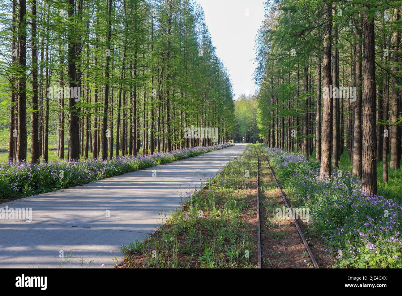 Natural oxygen bar trees wood fodder green Stock Photo - Alamy