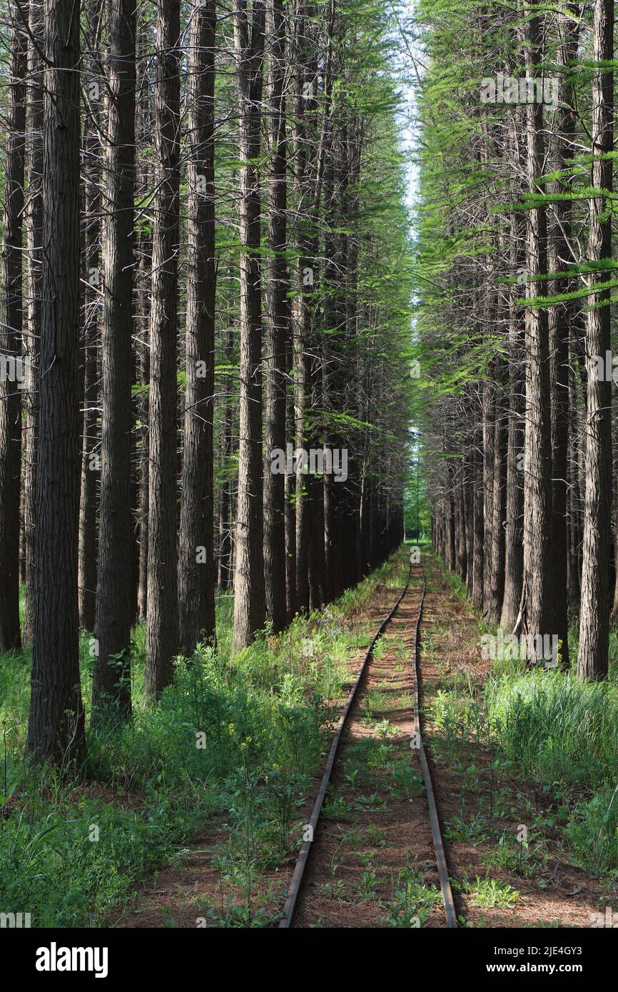 Natural oxygen bar trees wood fodder green Stock Photo - Alamy