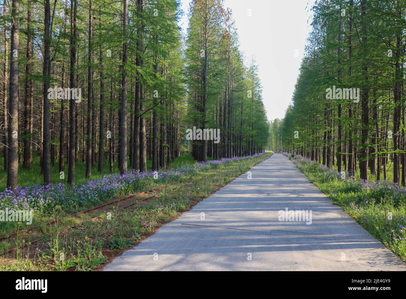 Natural oxygen bar trees wood fodder green Stock Photo - Alamy