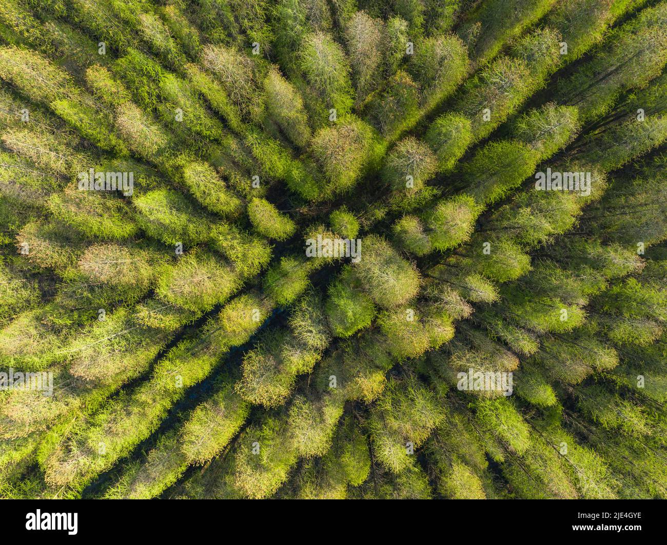 Natural oxygen bar trees wood fodder green Stock Photo - Alamy