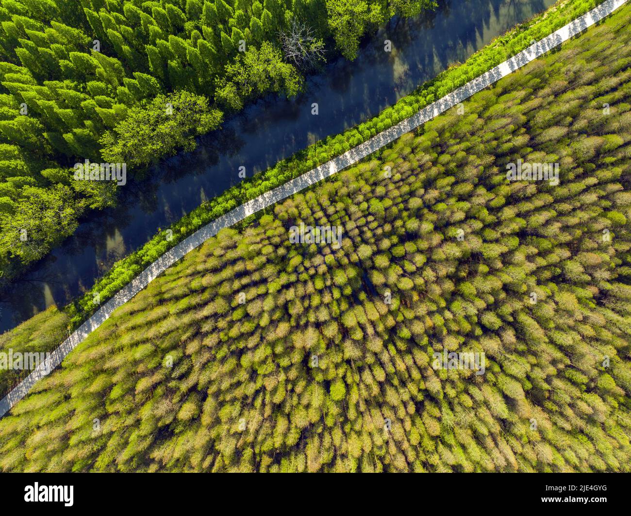 Natural oxygen bar trees wood fodder green Stock Photo - Alamy