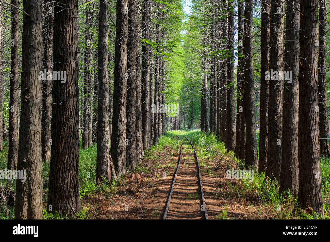 Forest oxygen bar hi-res stock photography and images - Alamy