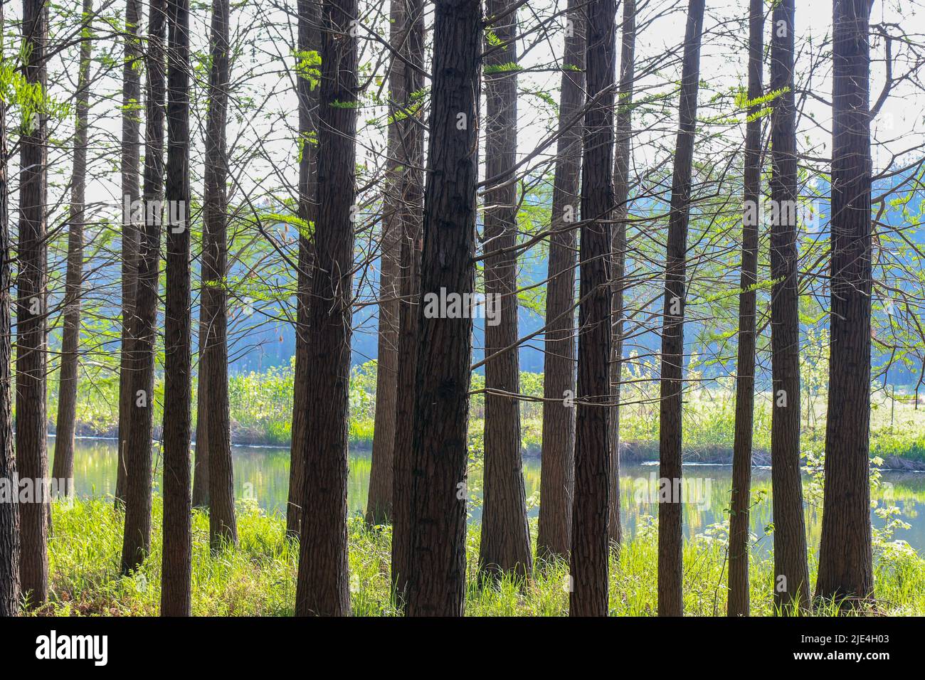 Natural oxygen bar trees wood fodder green Stock Photo - Alamy
