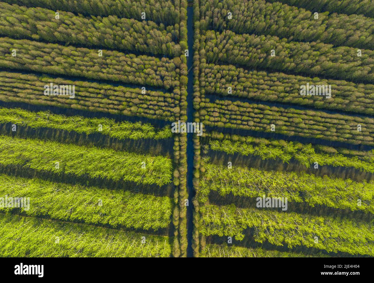 Natural oxygen bar trees wood fodder green Stock Photo - Alamy