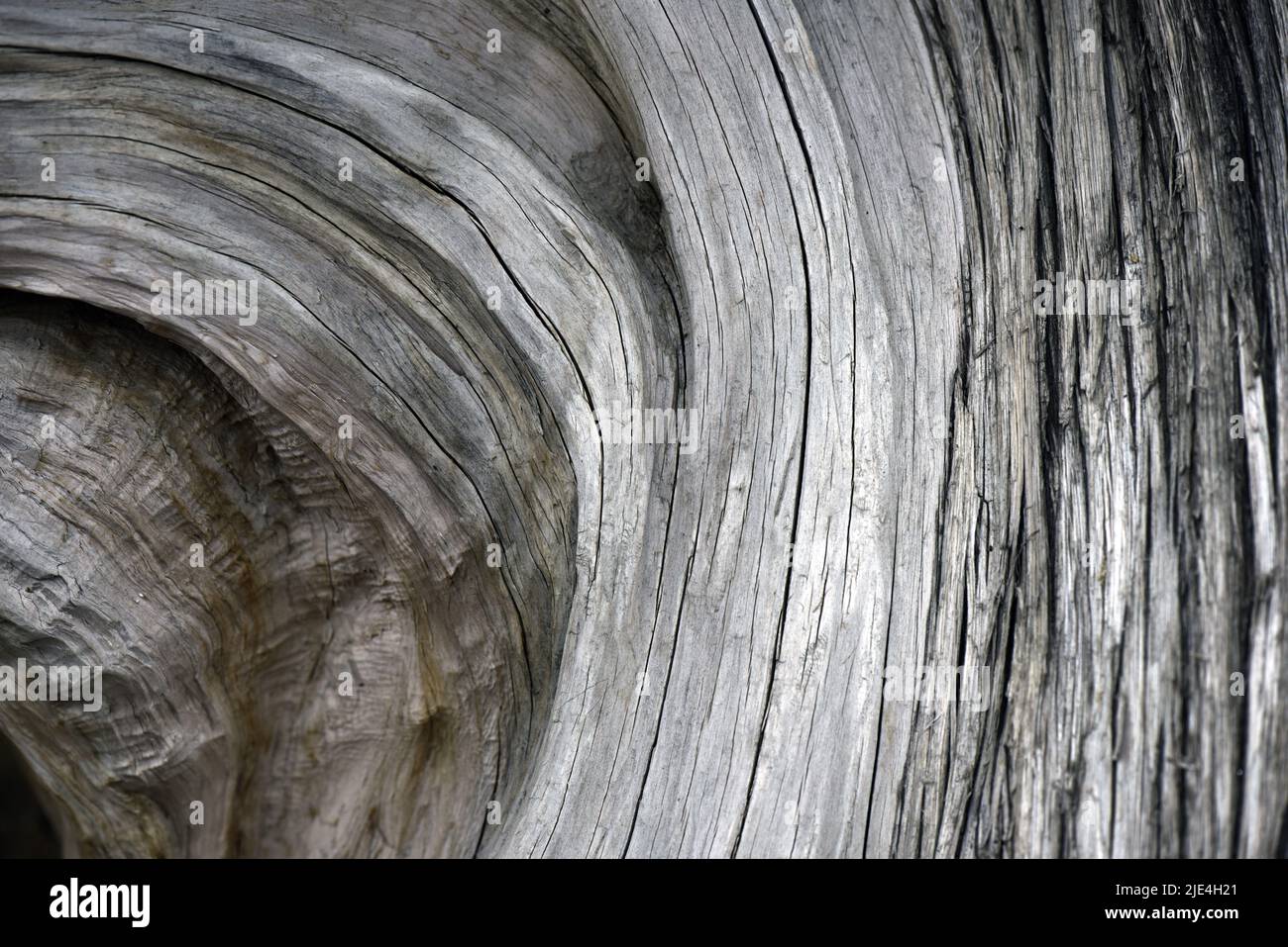 Bonsai screen tree hi-res stock photography and images - Alamy