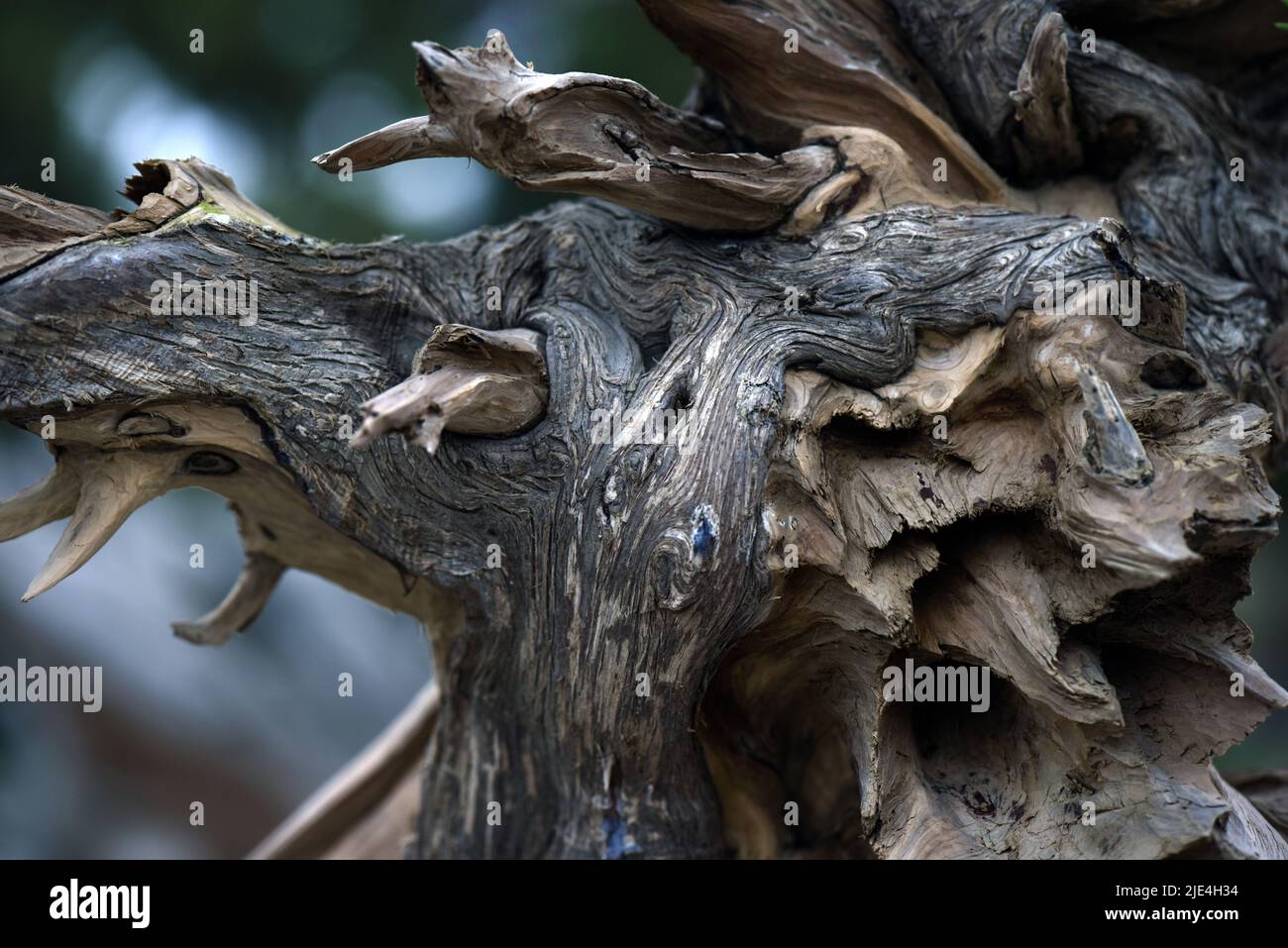 Bonsai screen tree hi-res stock photography and images - Alamy