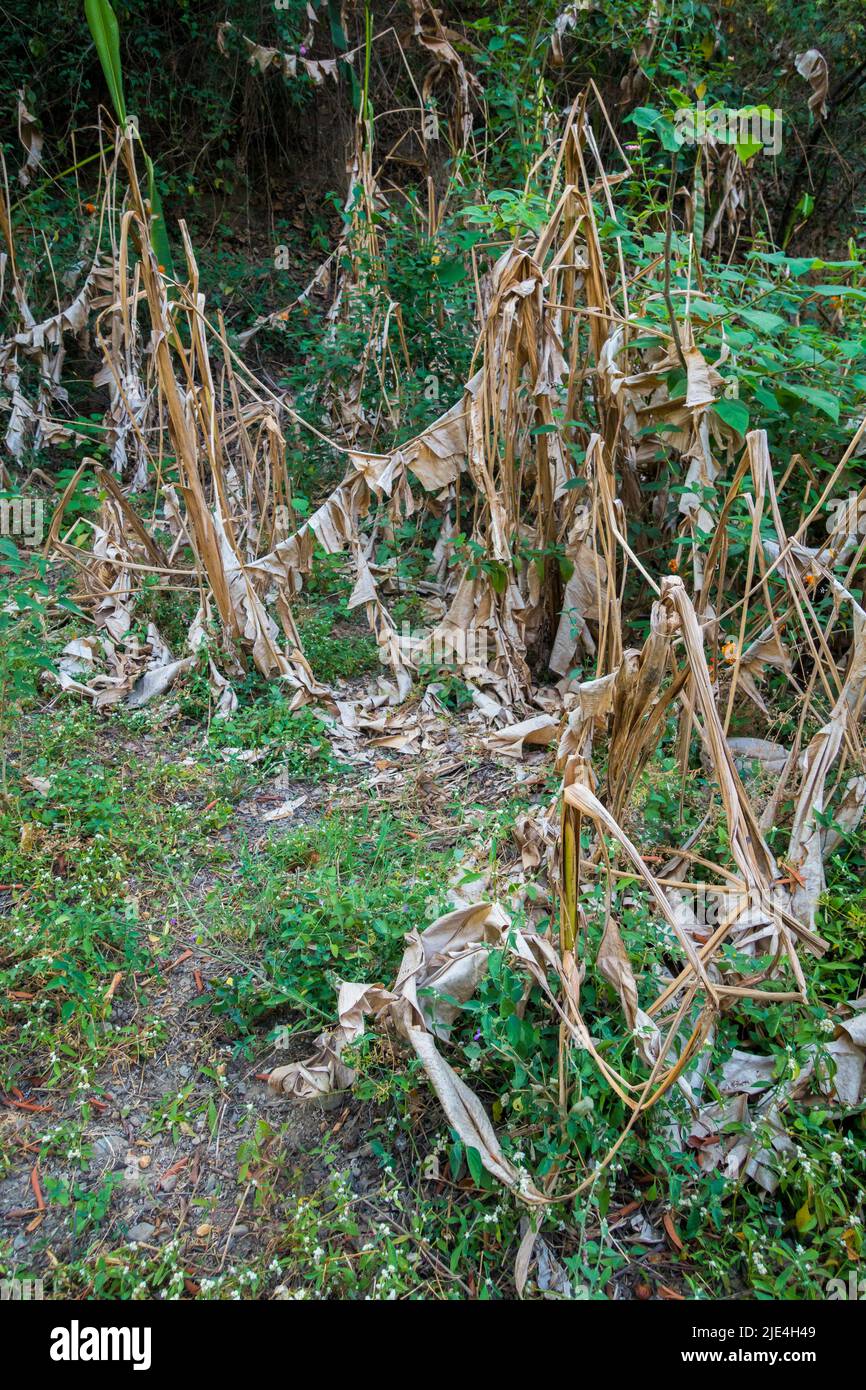 Dried up banana trees crop due to lack of water. Uttarakhand India ...
