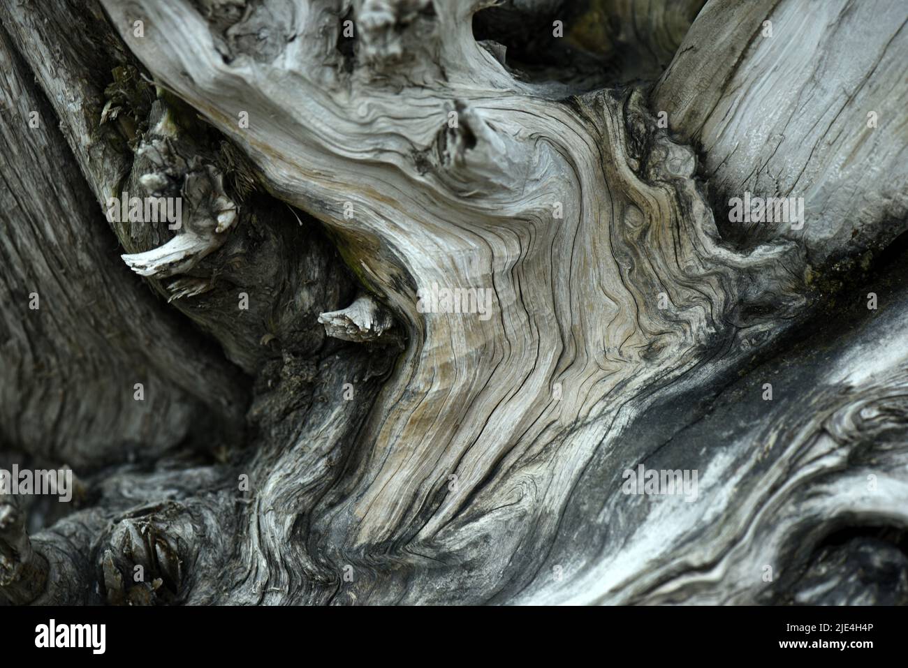 Bonsai screen tree hi-res stock photography and images - Alamy