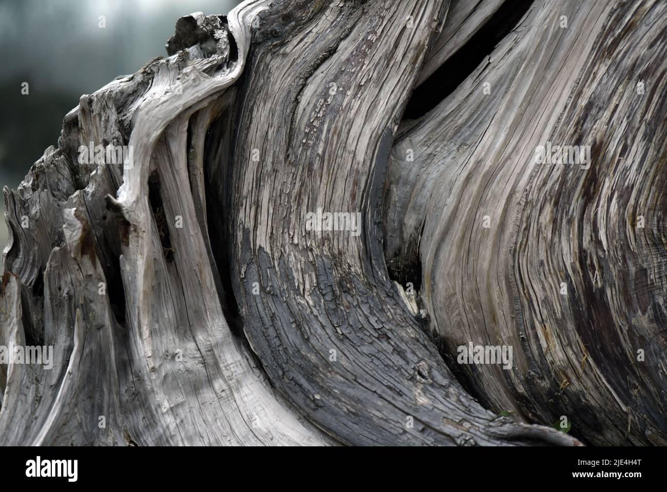 The texture of the flowers and trees bonsai Stock Photo - Alamy