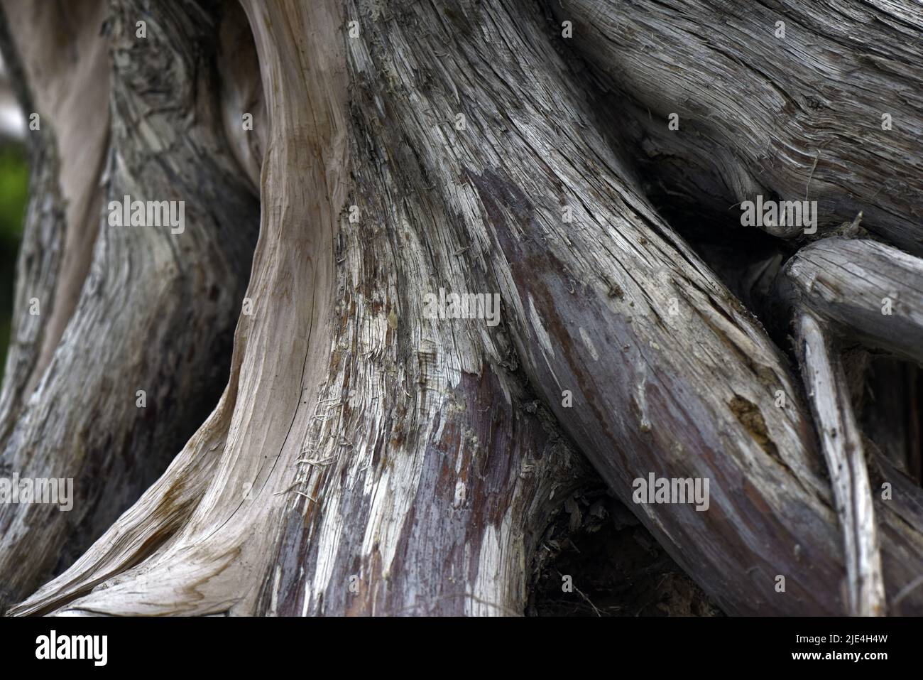 The texture of the flowers and trees bonsai Stock Photo - Alamy
