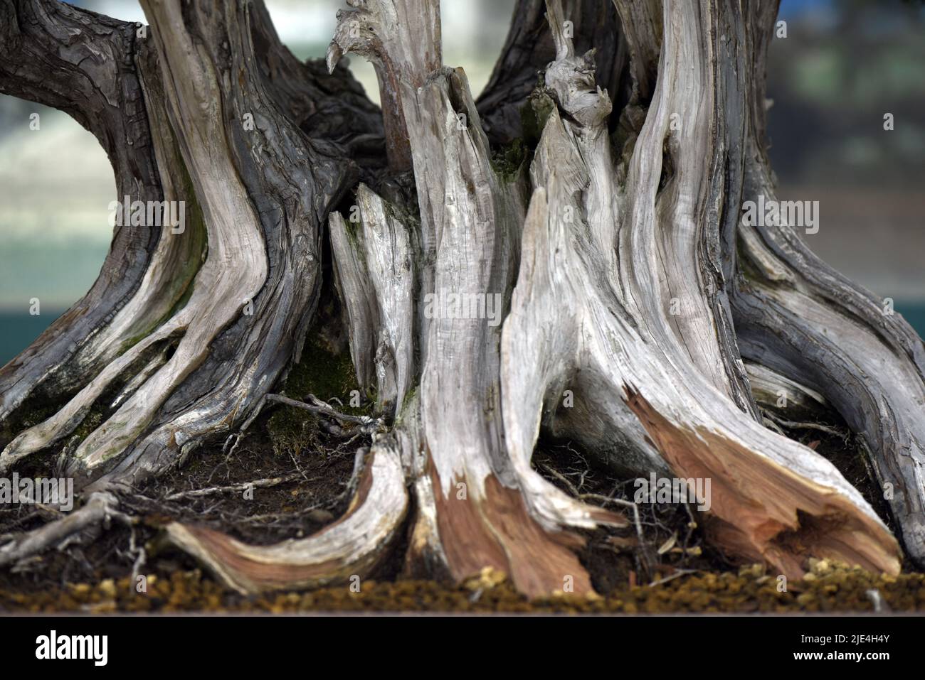 The texture of the flowers and trees bonsai Stock Photo - Alamy