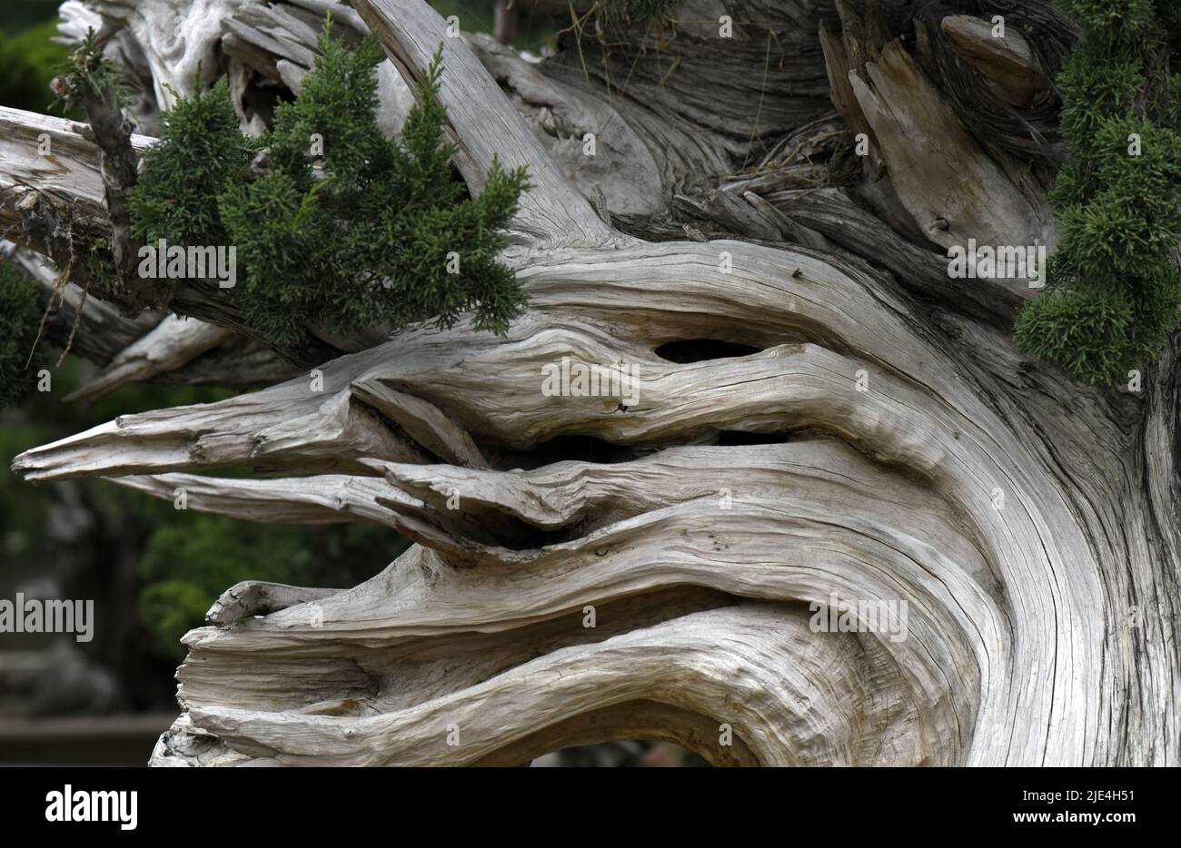 The texture of the flowers and trees bonsai Stock Photo - Alamy