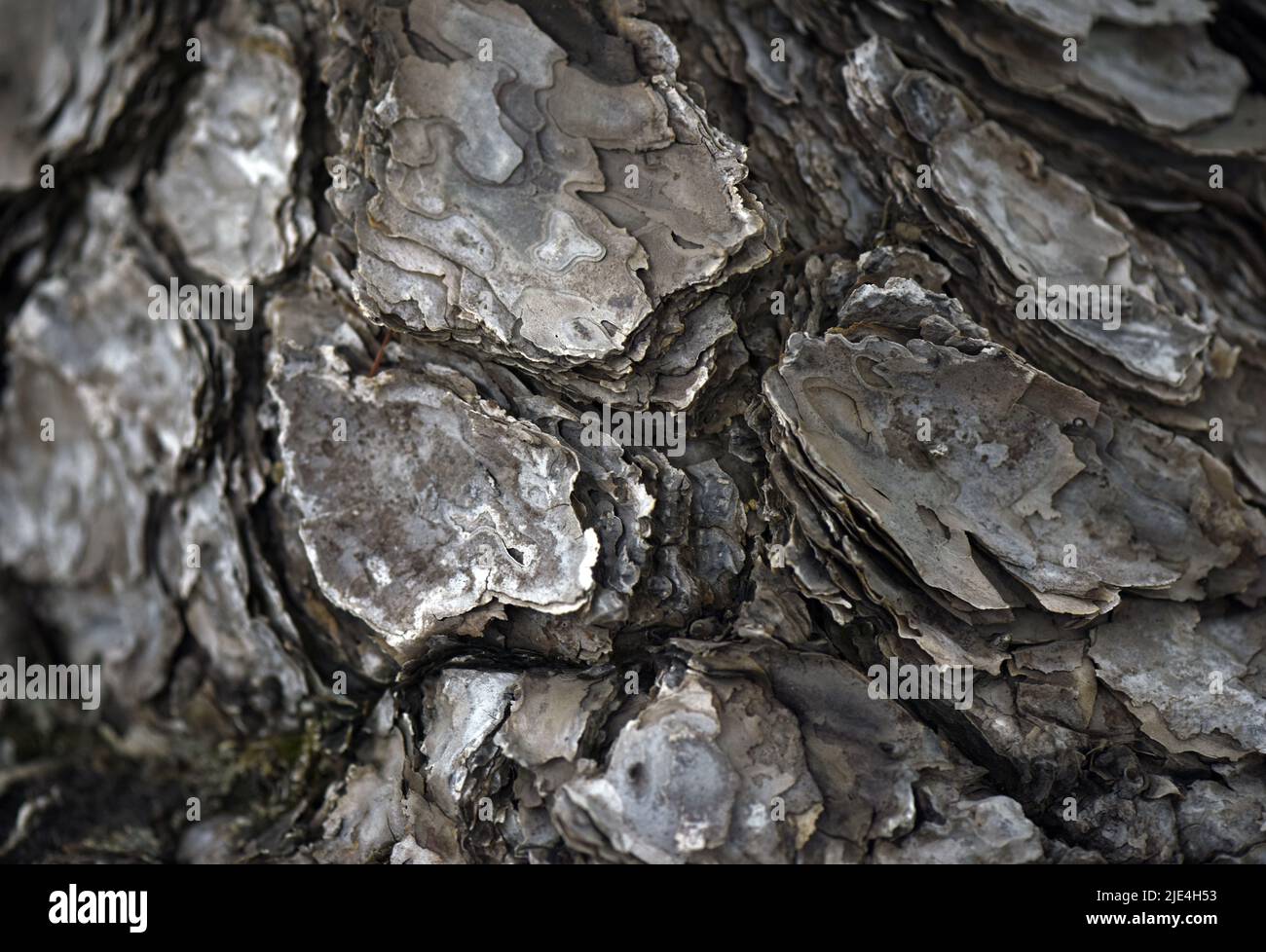 Bonsai trees collection hi-res stock photography and images - Alamy