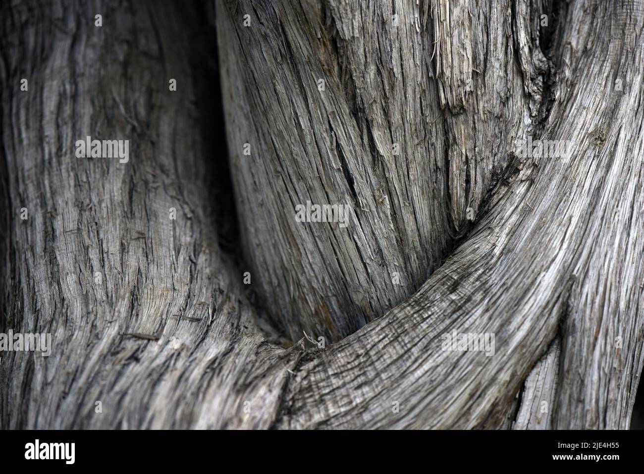 The texture of the flowers and trees bonsai Stock Photo - Alamy