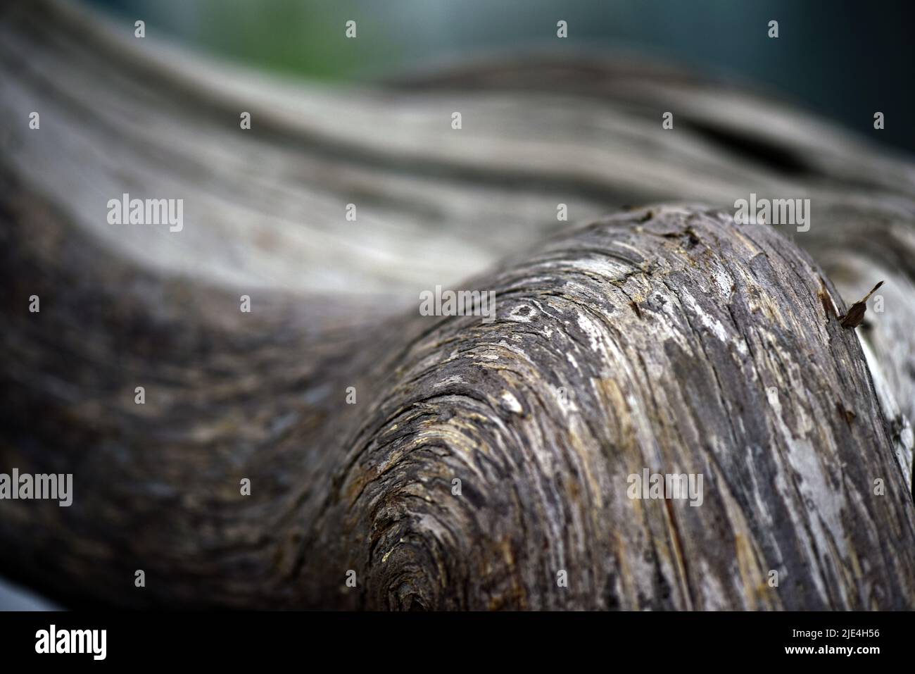 The texture of the flowers and trees bonsai Stock Photo - Alamy