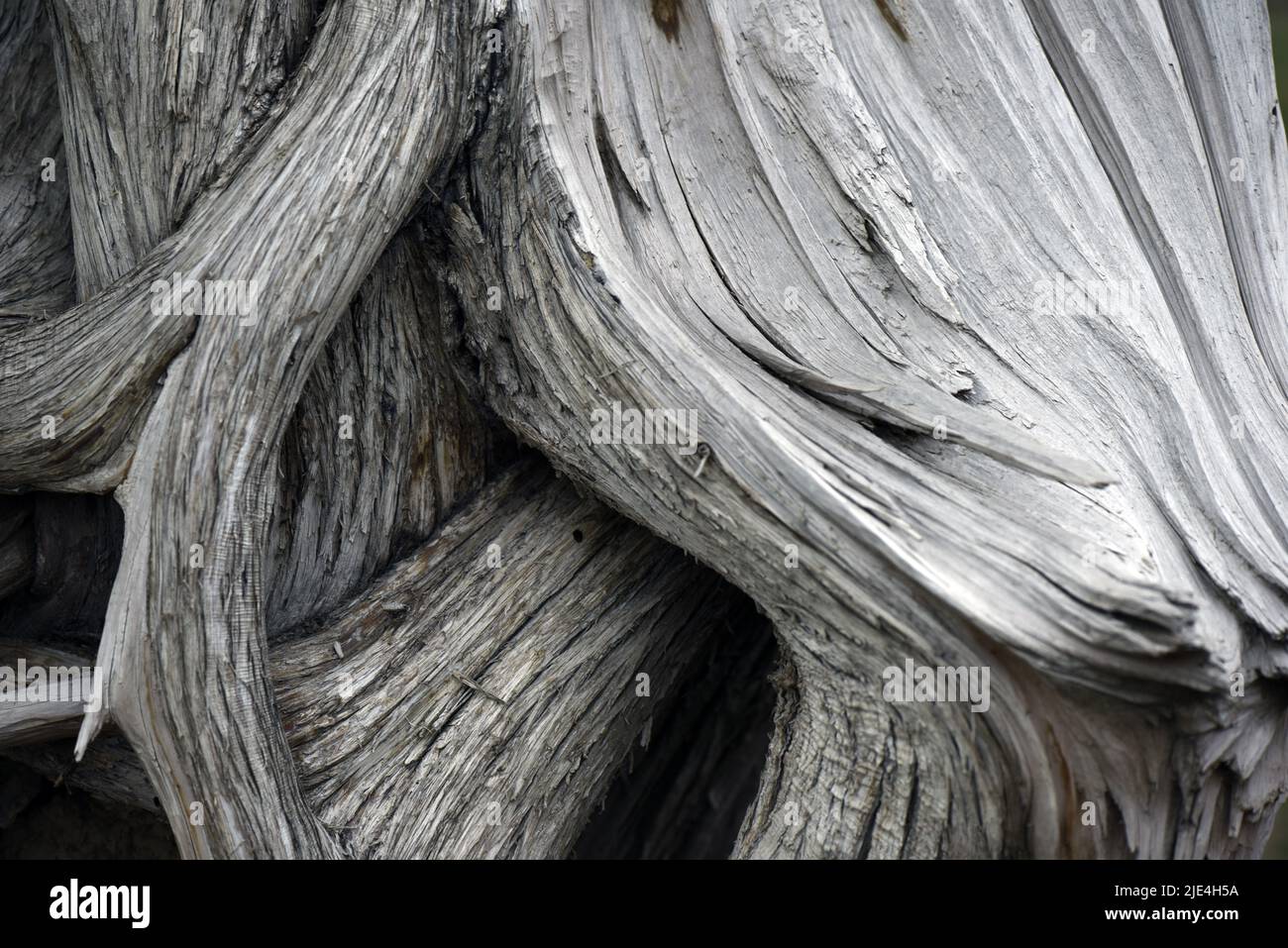 The texture of the flowers and trees bonsai Stock Photo - Alamy