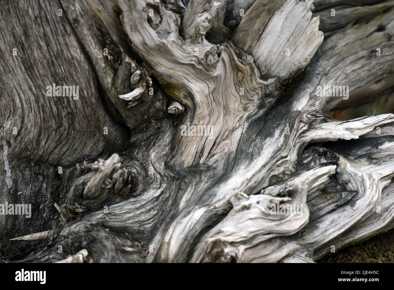 Bonsai trees collection hi-res stock photography and images - Alamy