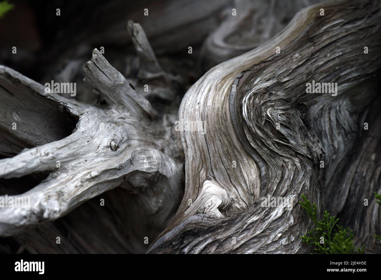The texture of the flowers and trees bonsai Stock Photo - Alamy