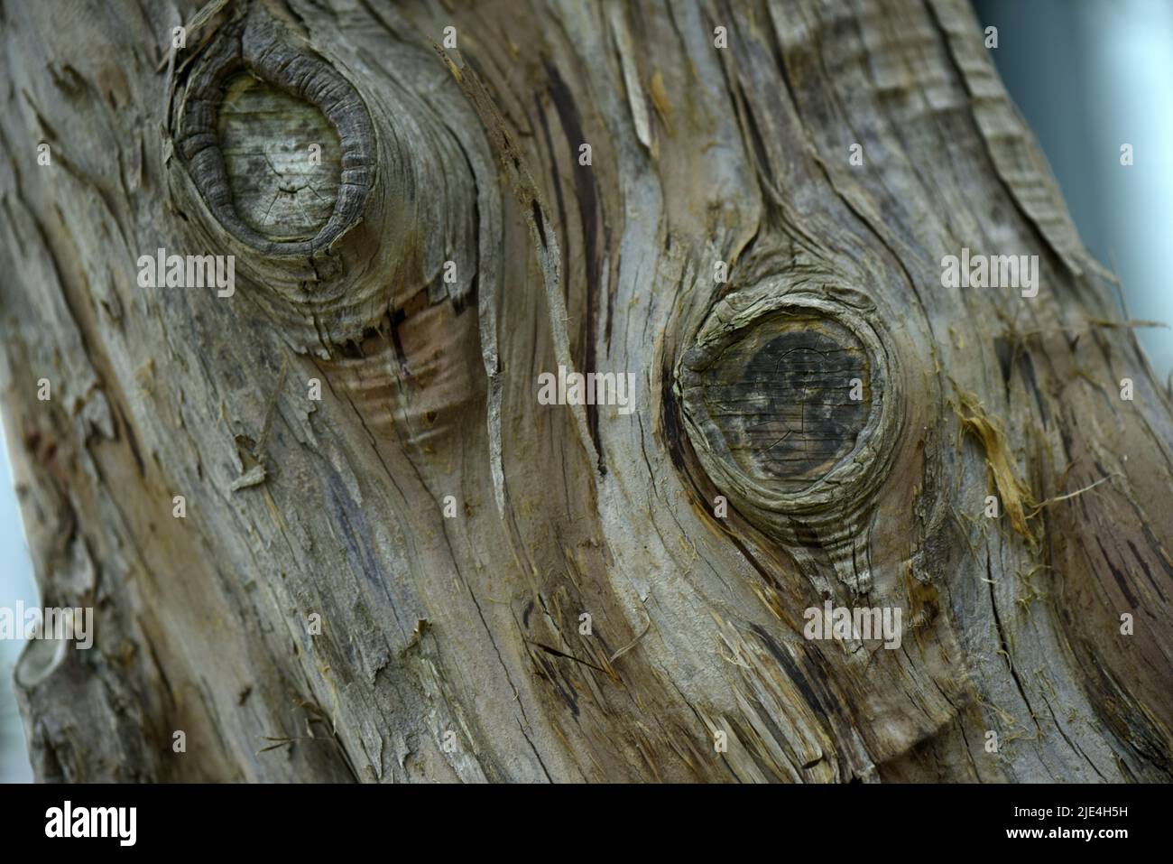 The texture of the flowers and trees bonsai Stock Photo - Alamy