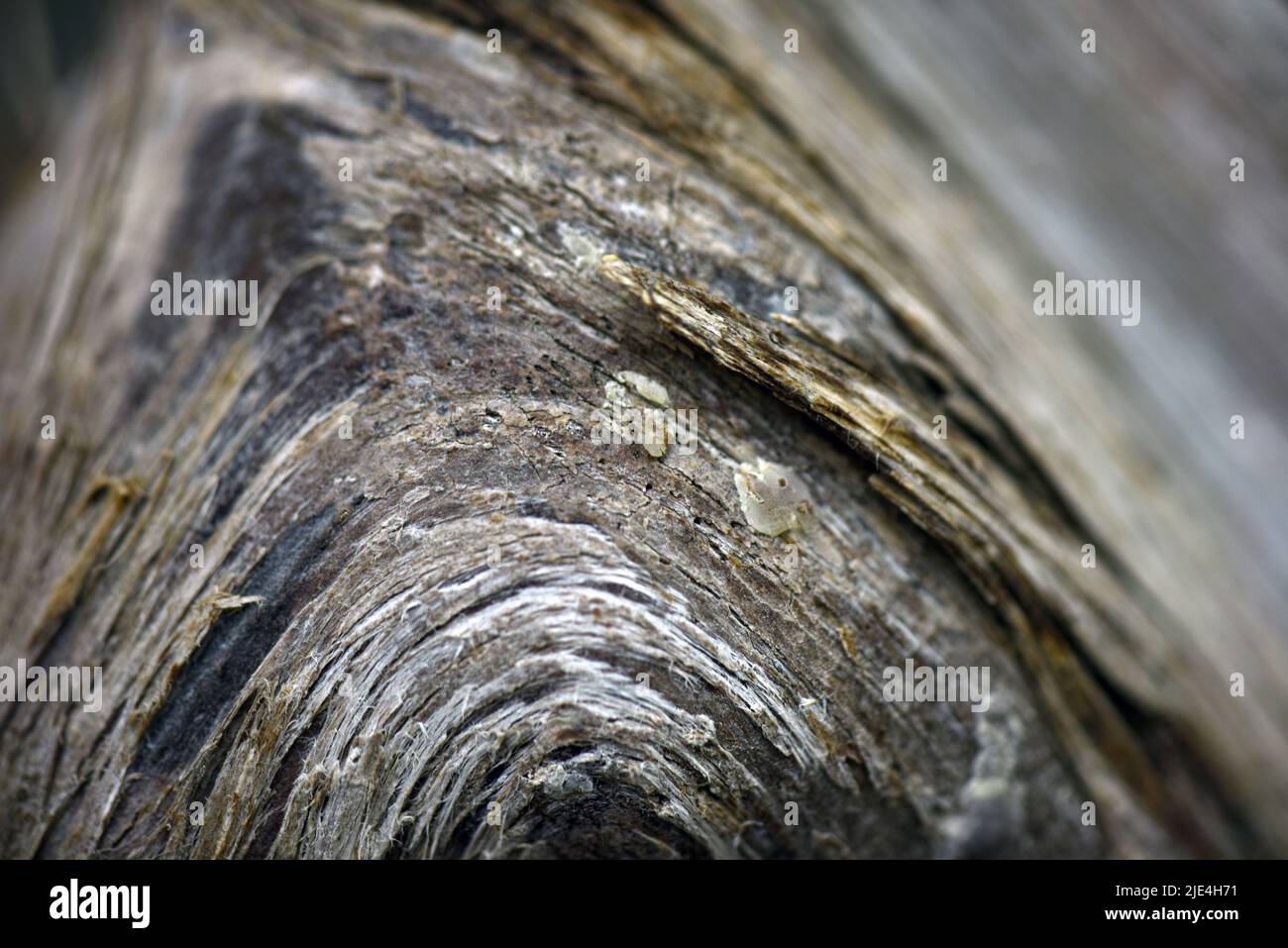 The texture of the flowers and trees bonsai Stock Photo - Alamy