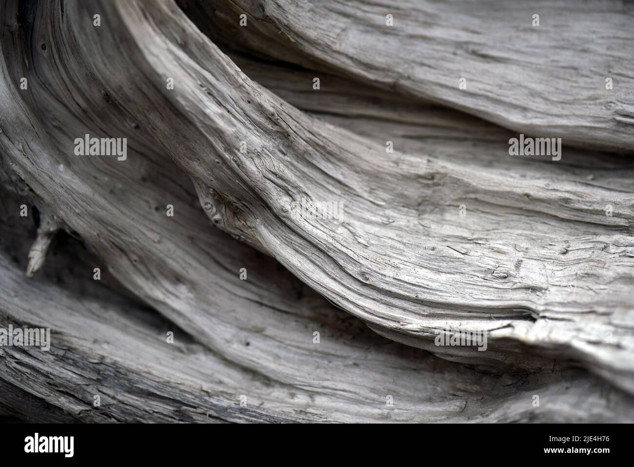 The texture of the flowers and trees bonsai Stock Photo - Alamy