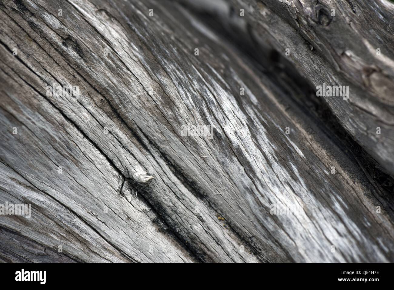 The texture of the flowers and trees bonsai Stock Photo - Alamy