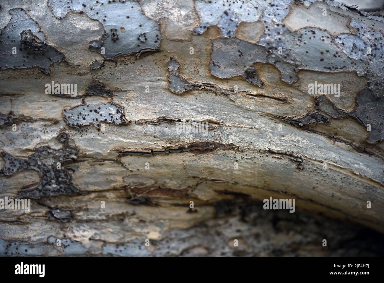 Bonsai trees collection hi-res stock photography and images - Alamy
