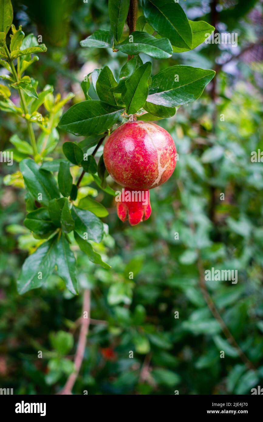 Mangrano hi-res stock photography and images - Alamy