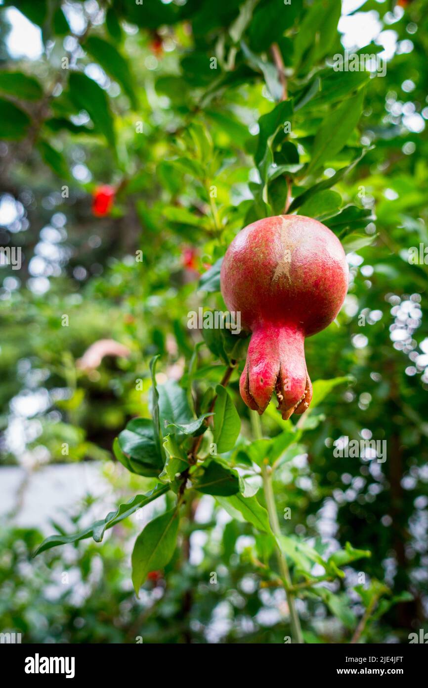 Summer fruits pomegranate blood hi-res stock photography and images - Alamy