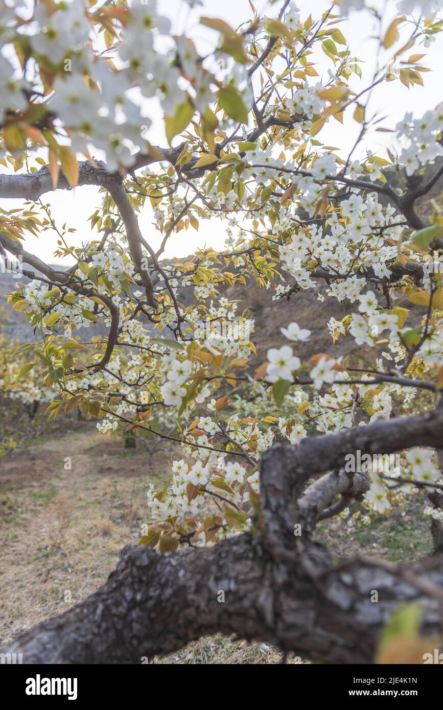 Pear pear pear flower in full bloom spring white flowers Stock Photo ...