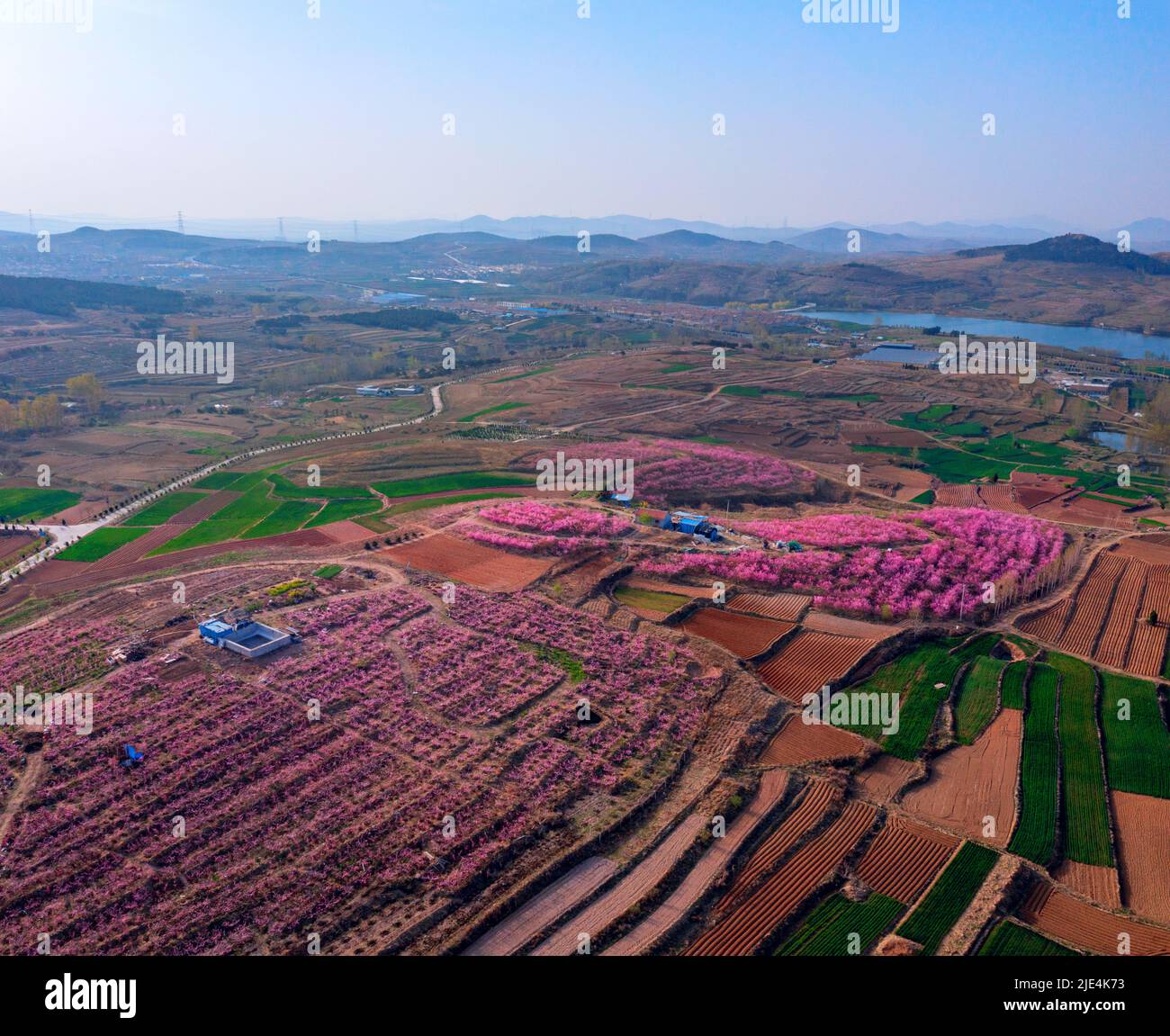 Spring peach hi-res stock photography and images - Alamy
