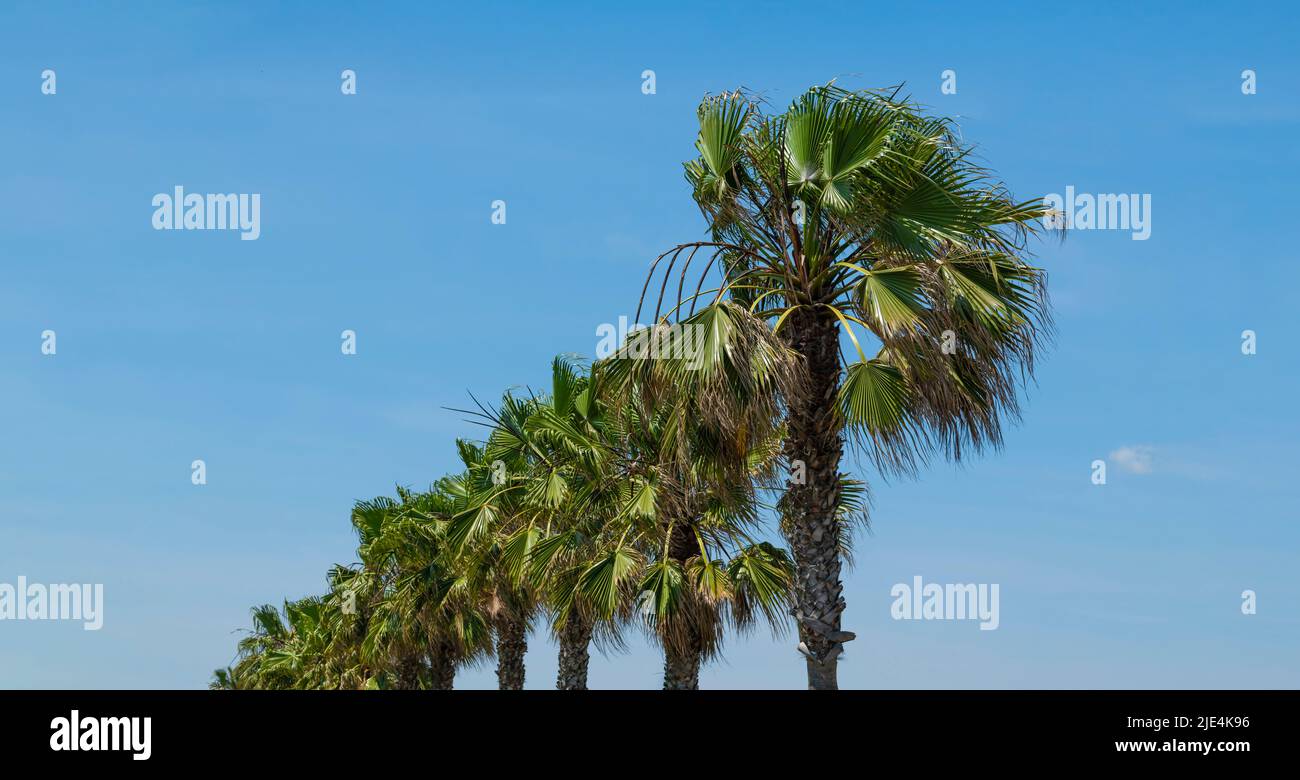 Tall palm trees with a sky background Stock Photo - Alamy