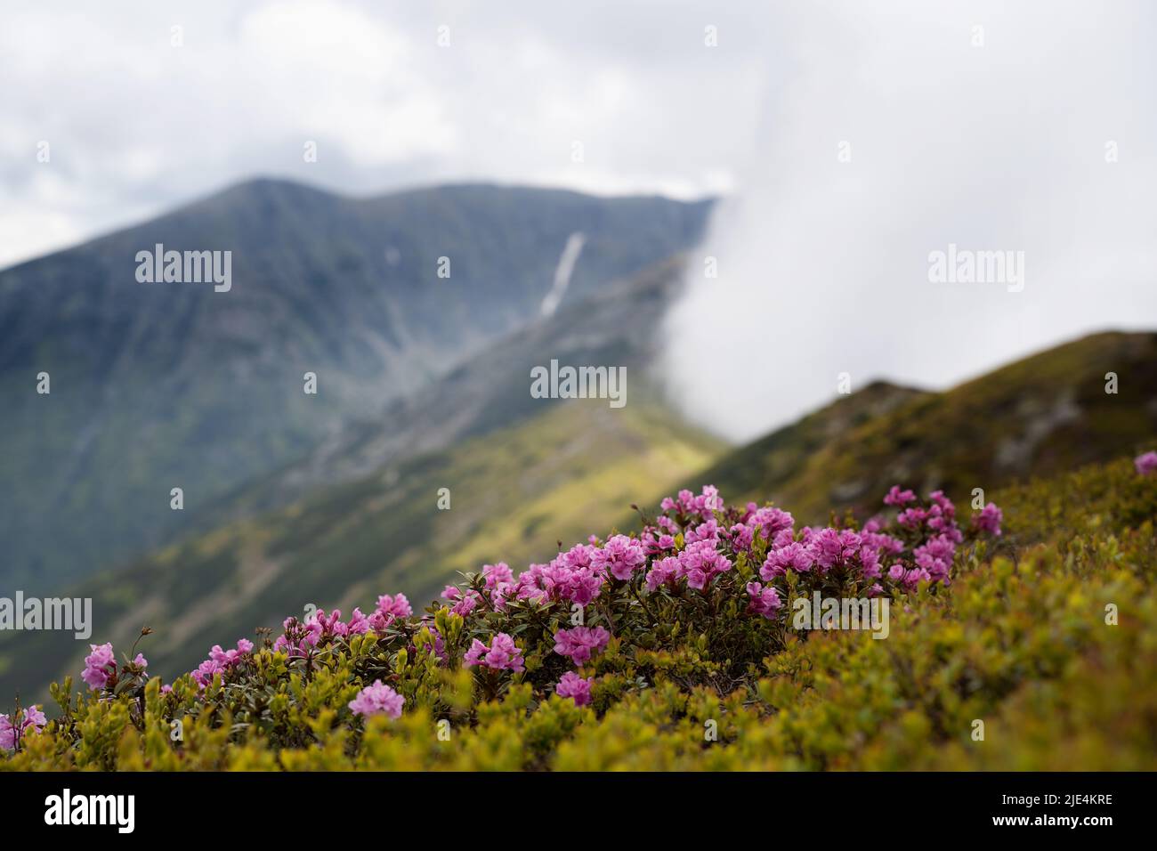 closeup of beautiful wild rhododendron pink flowers on mountain peak ...