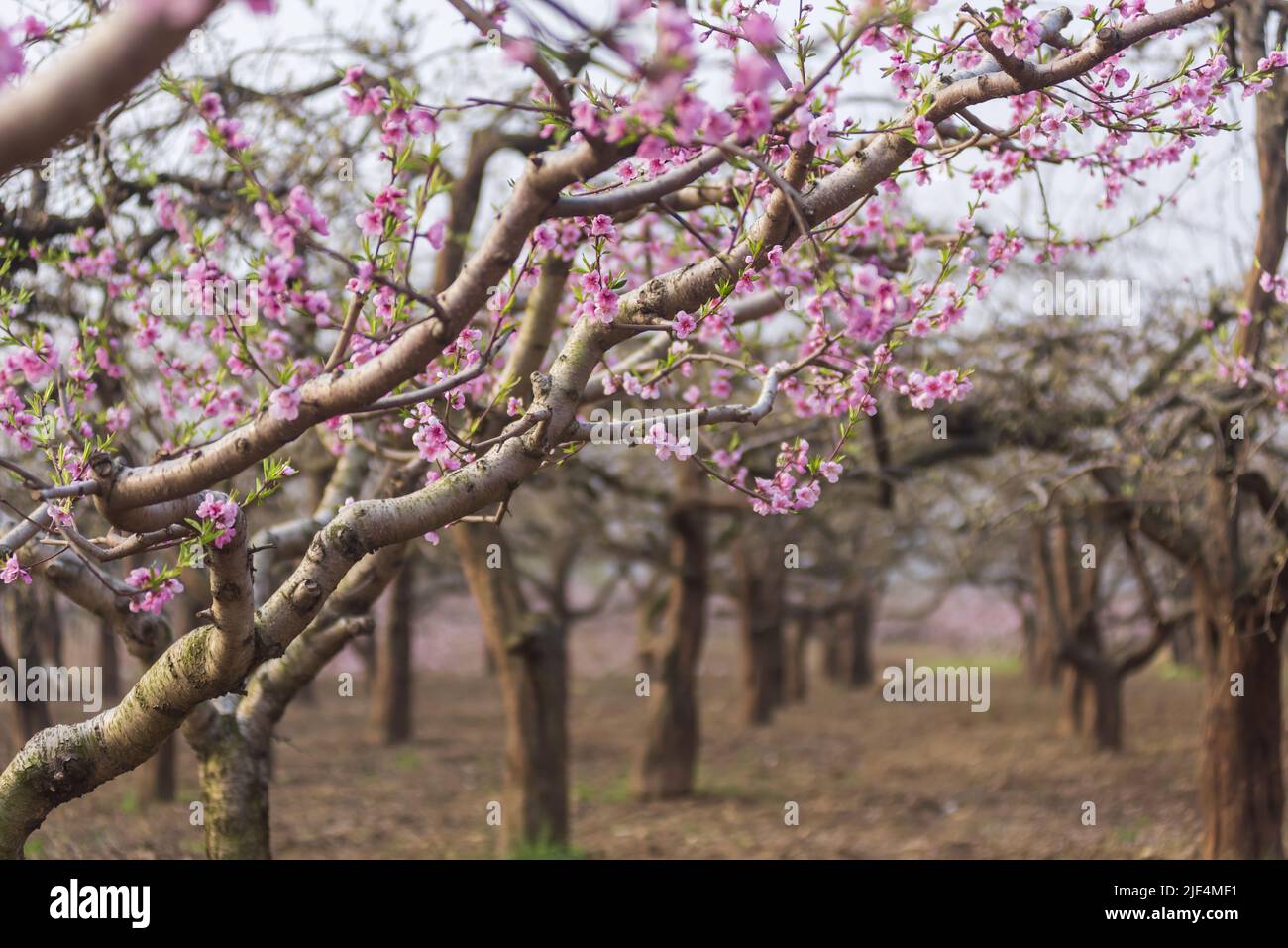 Peach trees peach blossom in full bloom spring spring scenery garden ...