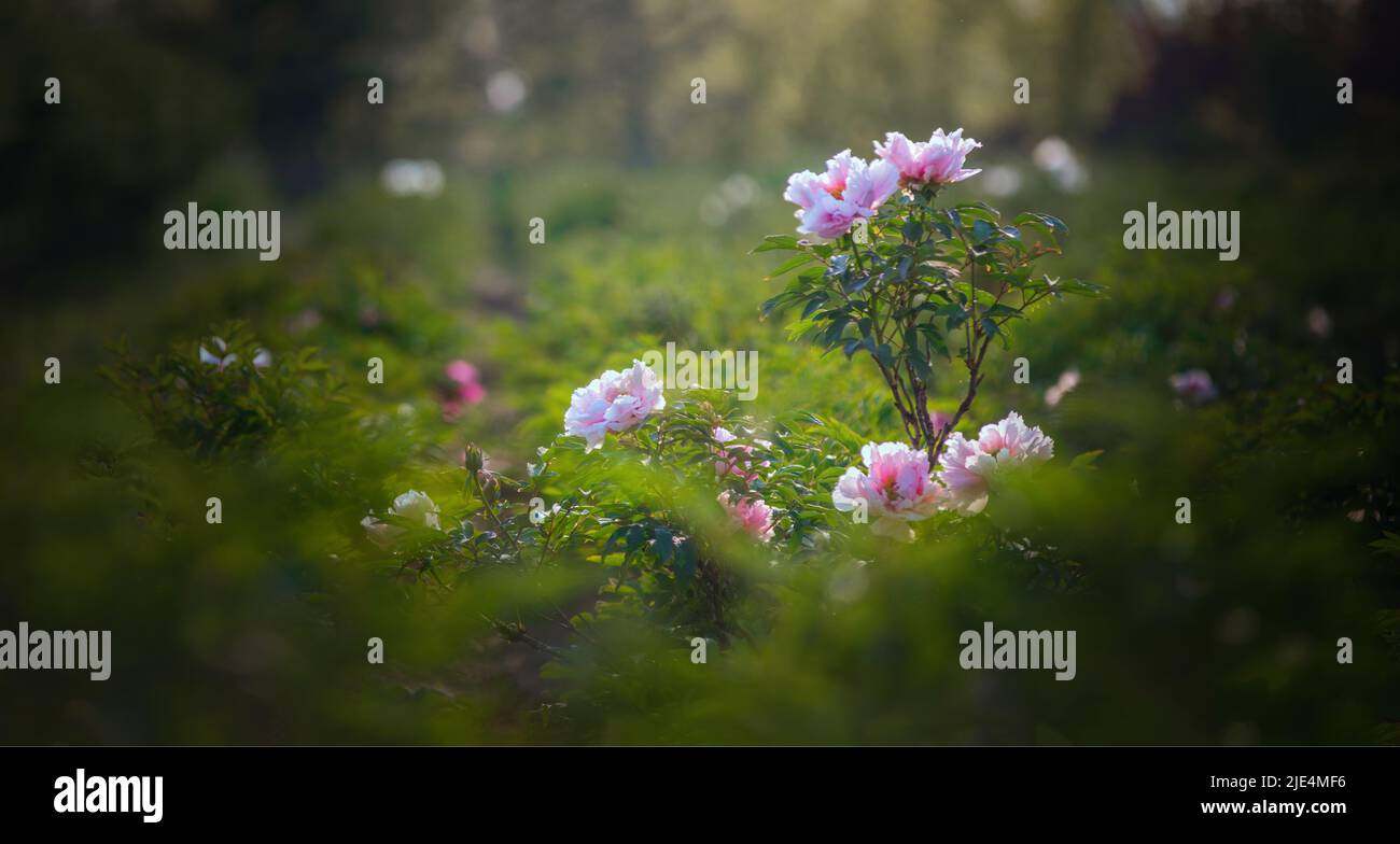Peony flowers blooming spring hi-res stock photography and images - Alamy